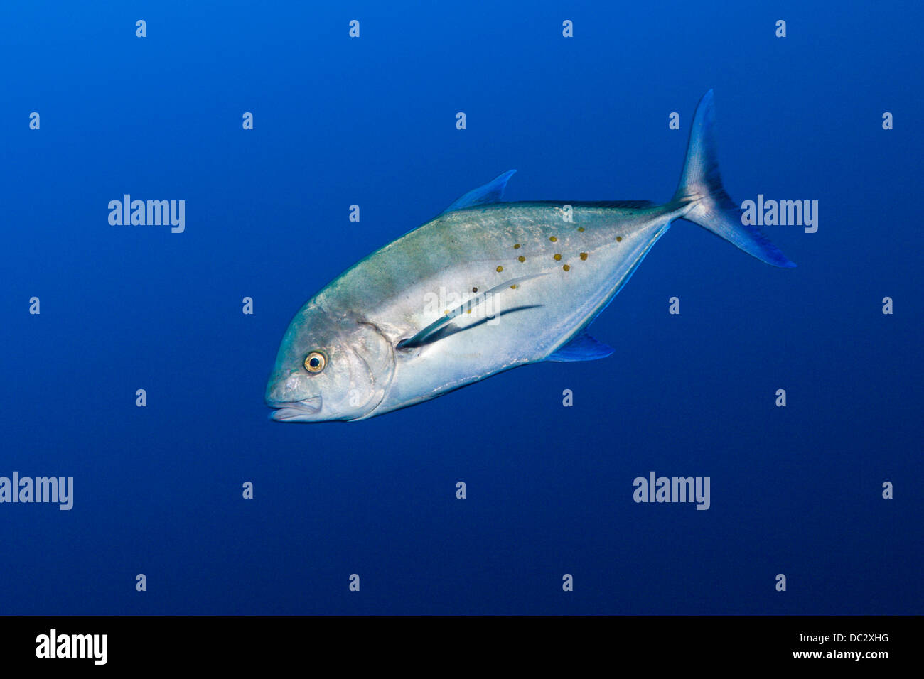 Island Trevally, Carangoides orthogrammus, Socorro, Revillagigedo ...