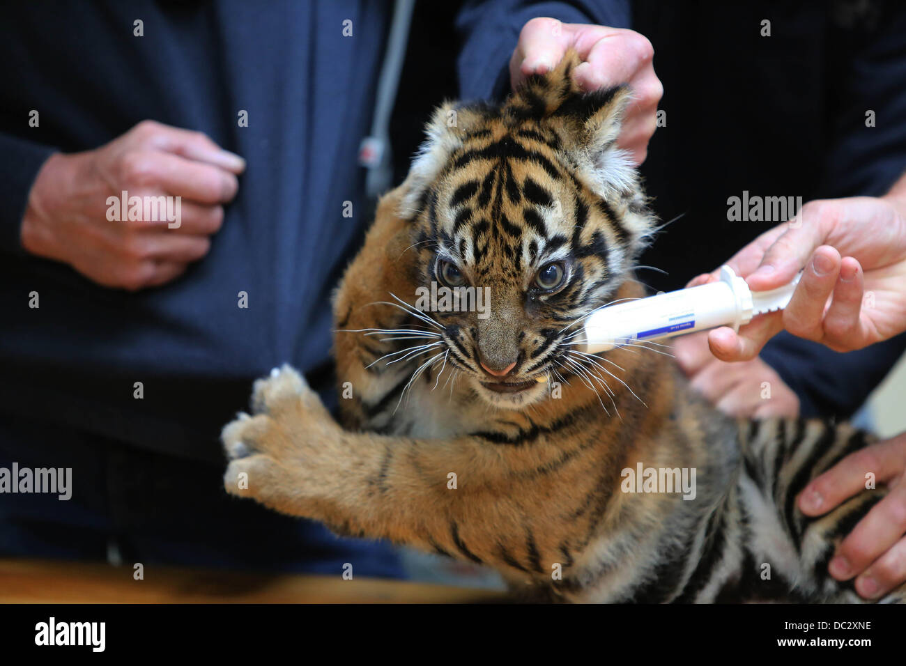 Arnhem, in the Netherlands. 8th Aug, 2013. A three-month-old tiger twin ...