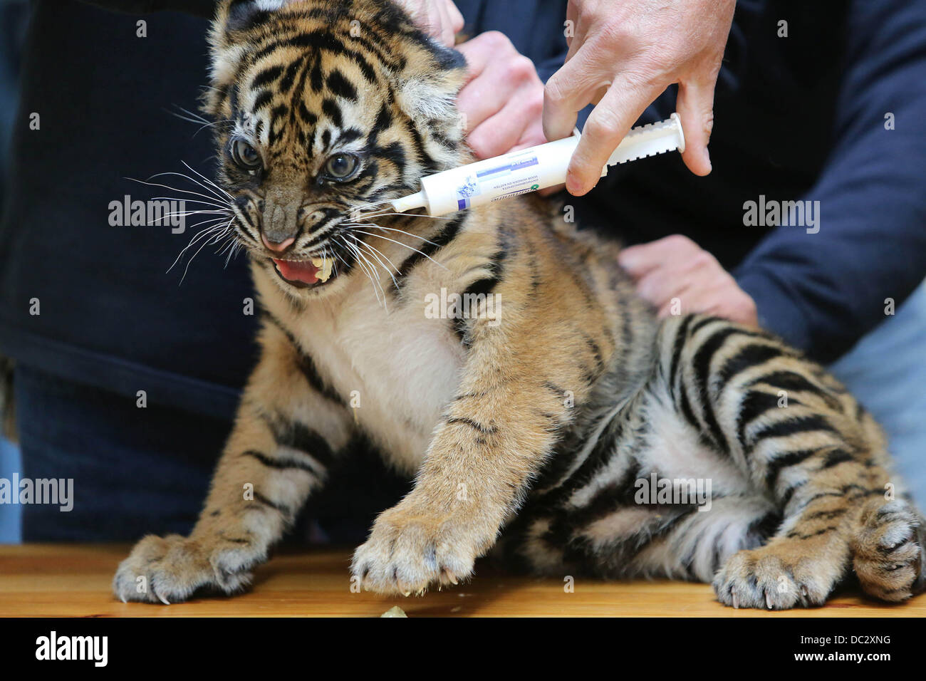Arnhem, in the Netherlands. 8th Aug, 2013. A three-month-old tiger twin ...