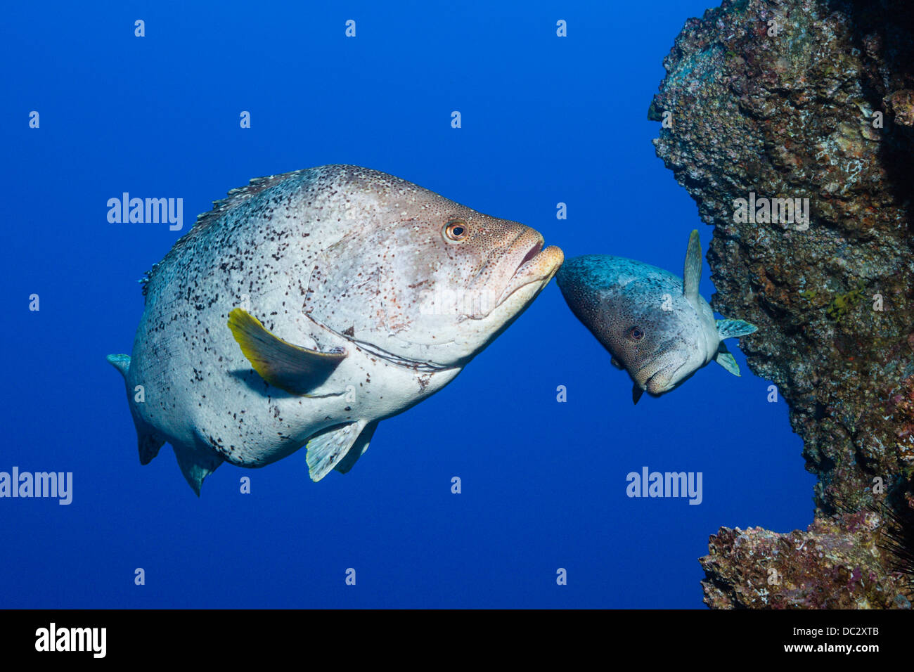 Leather Bass, Dermatolepis dermatolepis, Socorro, Revillagigedo Islands ...