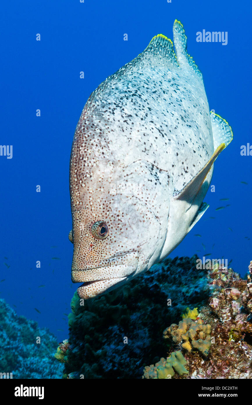Leather Bass, Dermatolepis dermatolepis, Socorro, Revillagigedo Islands ...