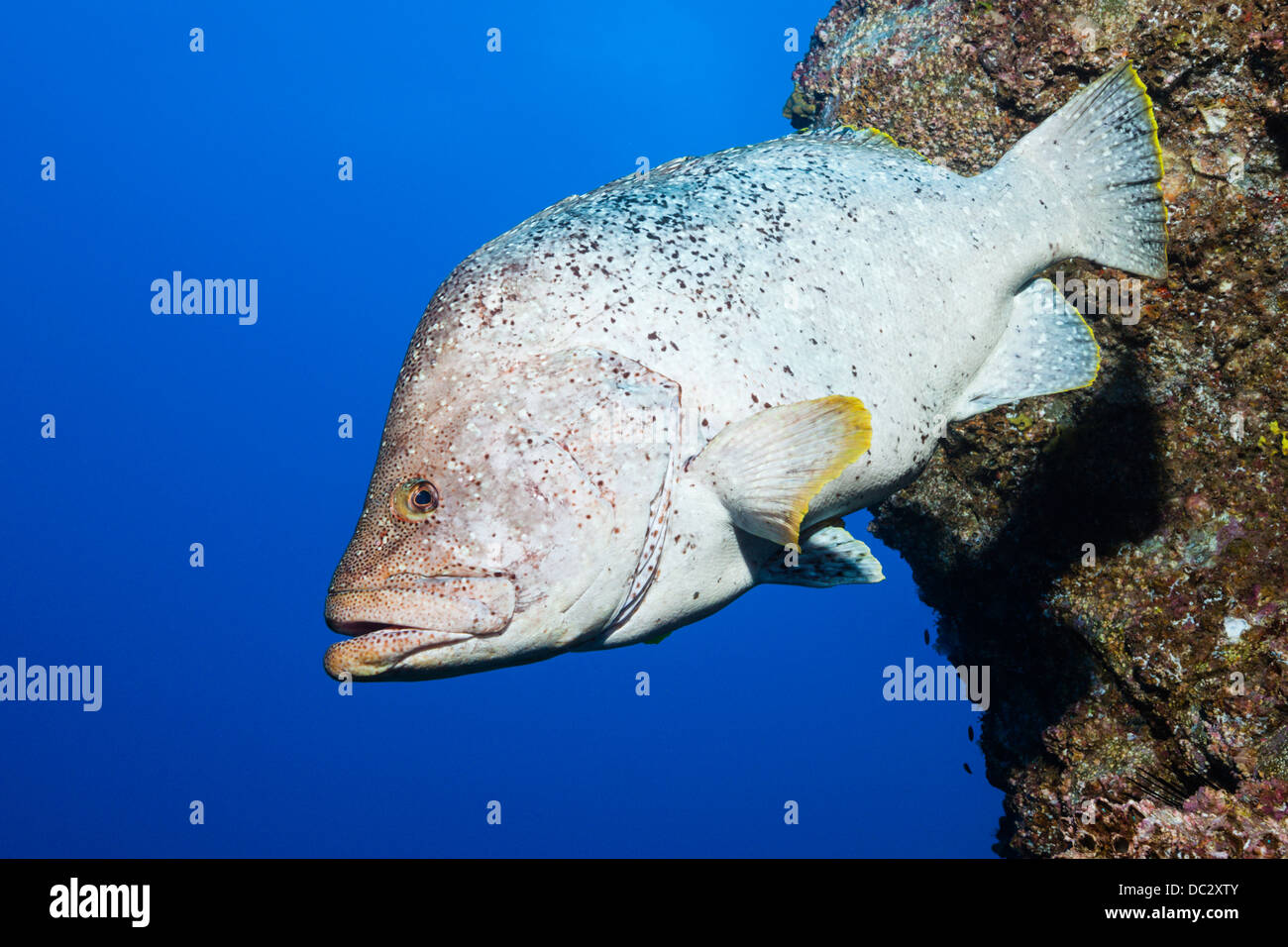 Leather Bass, Dermatolepis dermatolepis, Socorro, Revillagigedo Islands ...