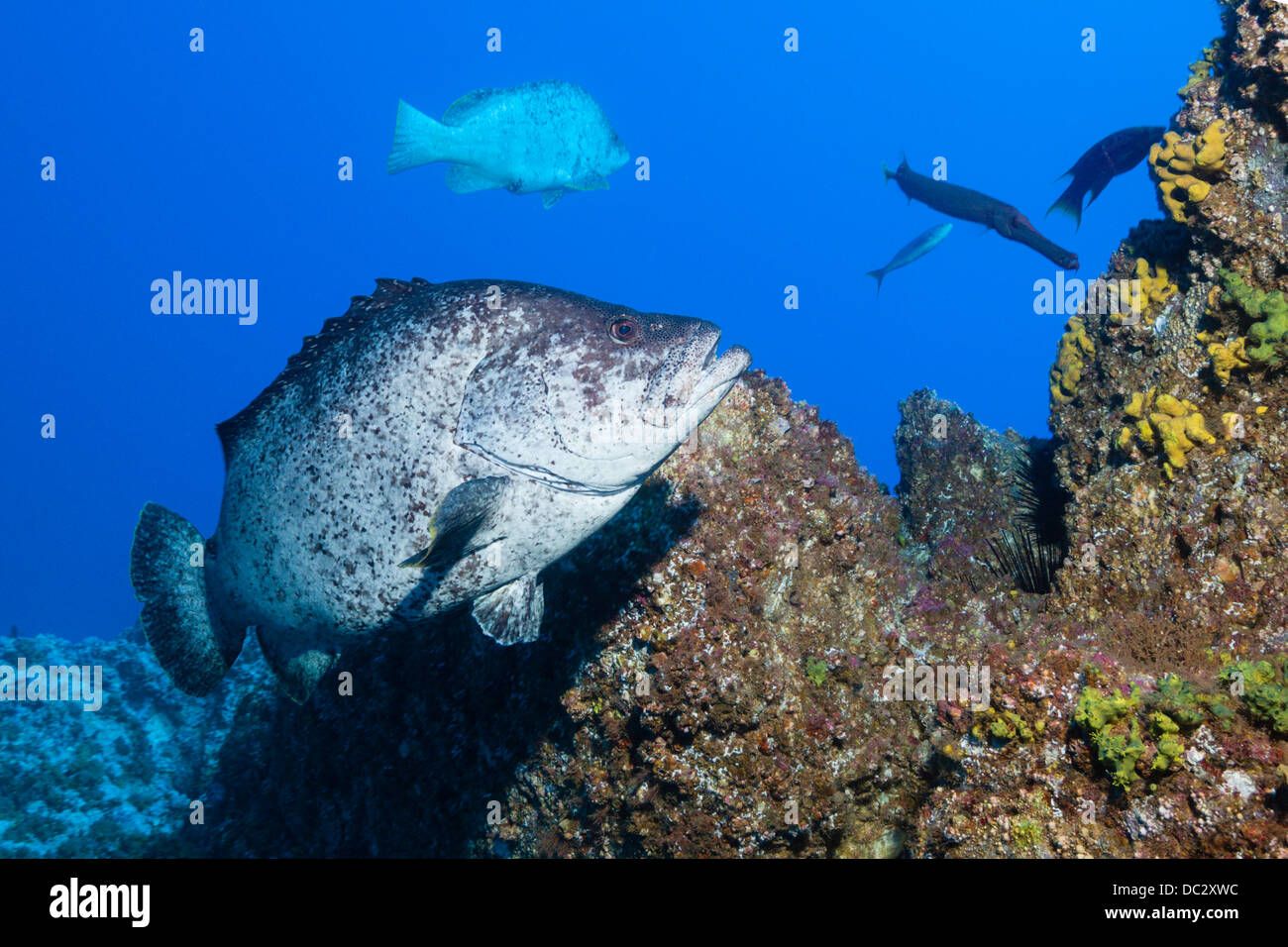 Leather Bass, Dermatolepis dermatolepis, Socorro, Revillagigedo Islands ...