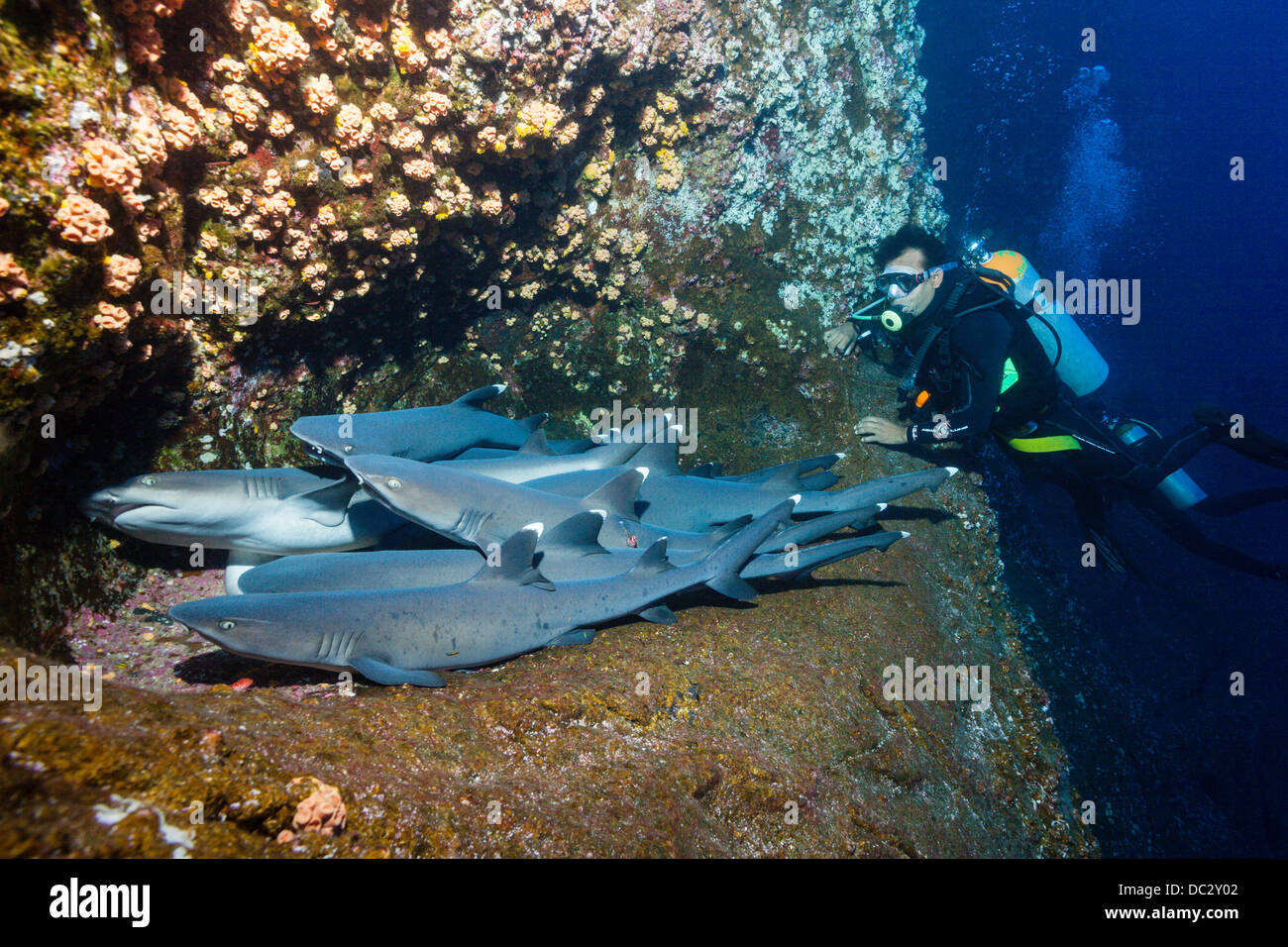 Cave shark hi-res stock photography and images - Alamy