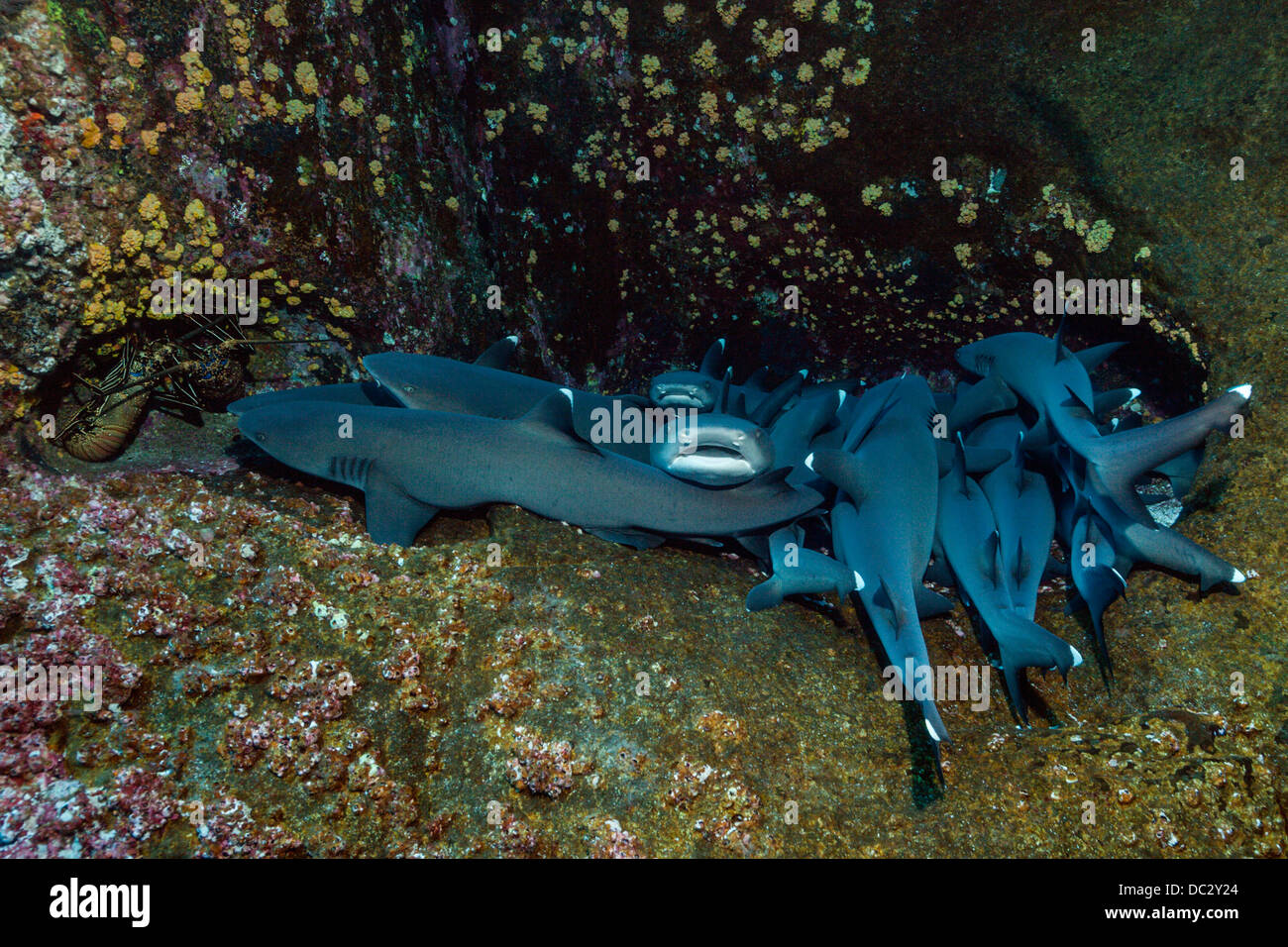 Whitetip Reef Shark resting in Cave, Triaenodon obesus, Roca Partida ...