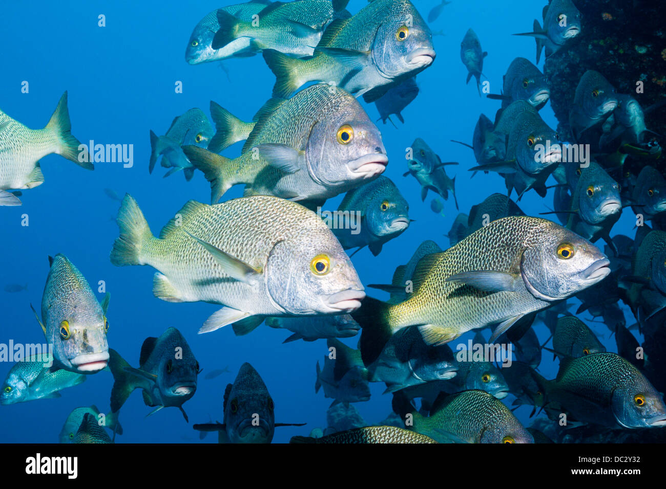 Burrito Grunt Fish High Resolution Stock Photography and Images - Alamy