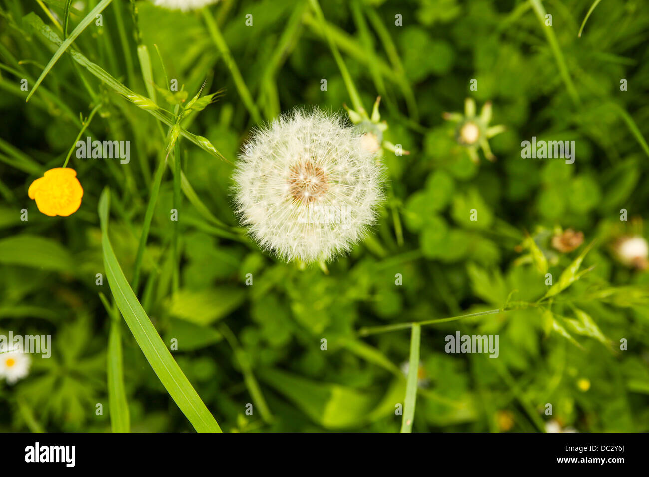 A spring meadow background with a Dandelion flower Stock Photo - Alamy