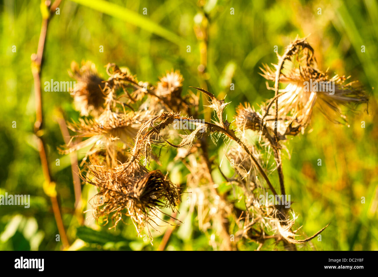 An image of dried grass Stock Photo - Alamy