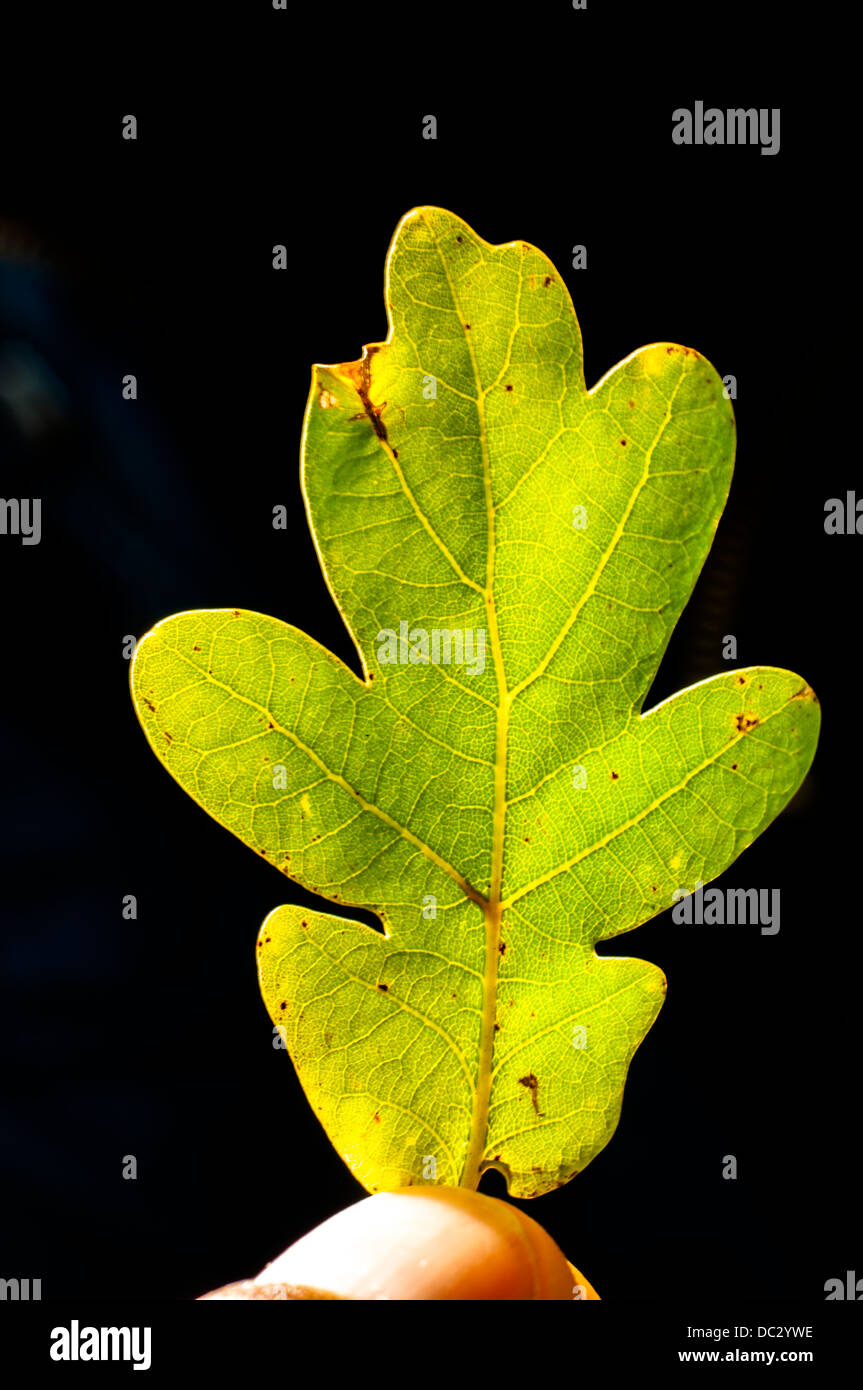 An image of leaf close up Stock Photo - Alamy