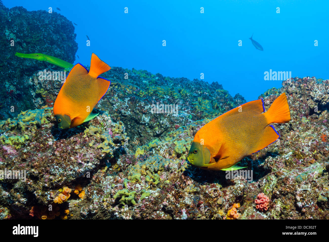 Clarion Angelfish, Holacanthus clarionensis, Socorro, Revillagigedo ...