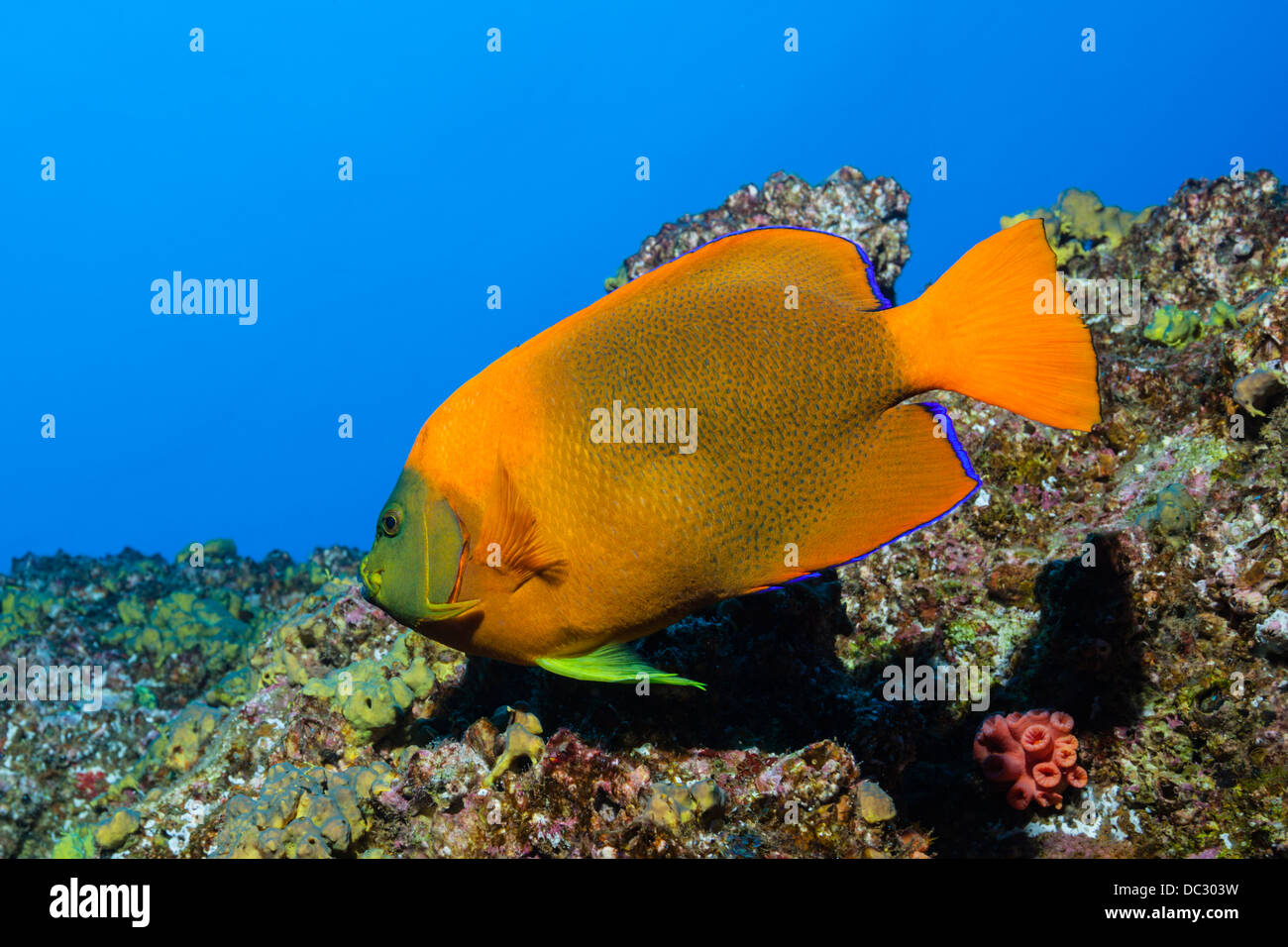 Clarion Angelfish, Holacanthus clarionensis, Socorro, Revillagigedo ...