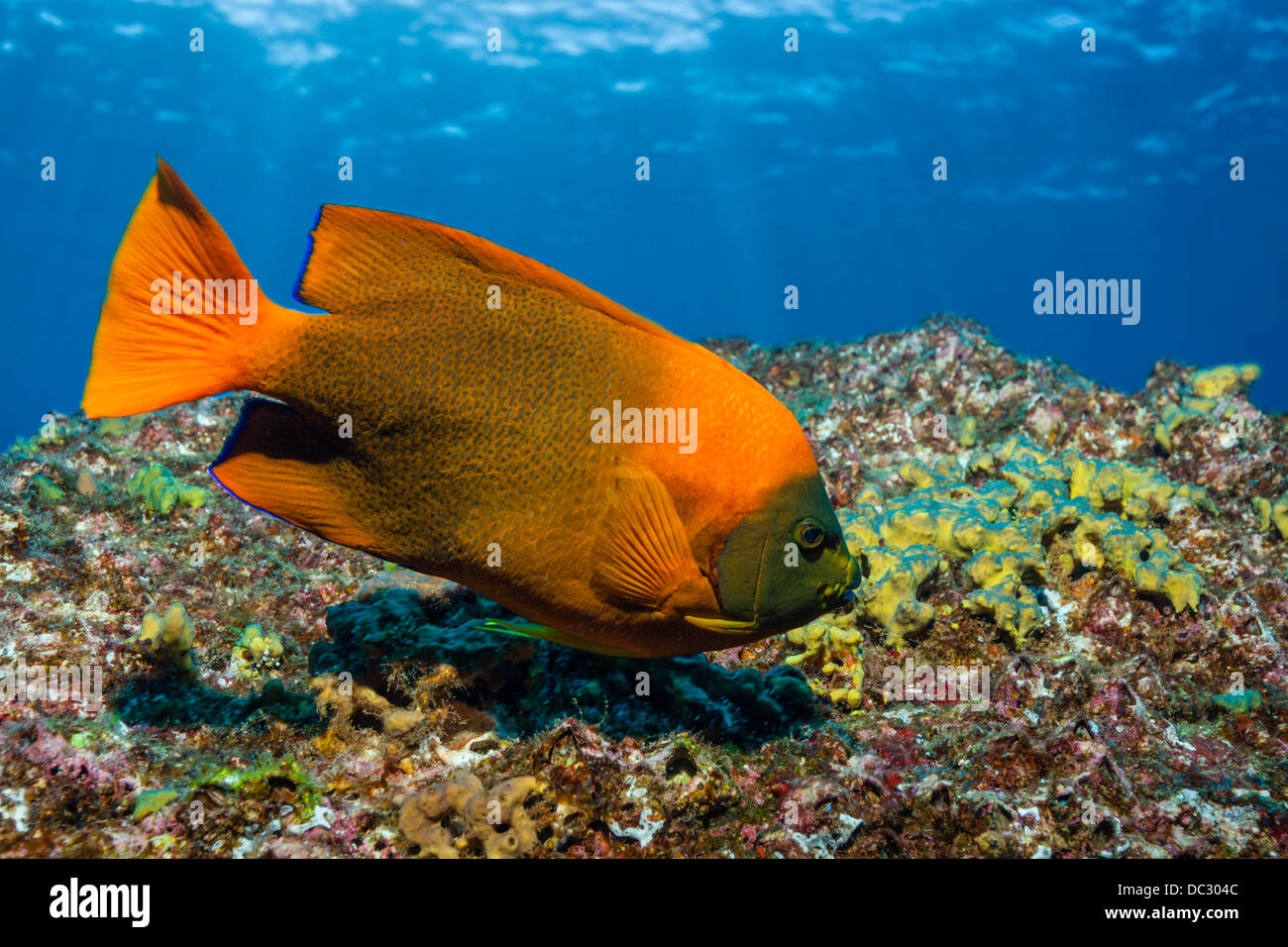 Clarion Angelfish, Holacanthus clarionensis, Socorro, Revillagigedo ...