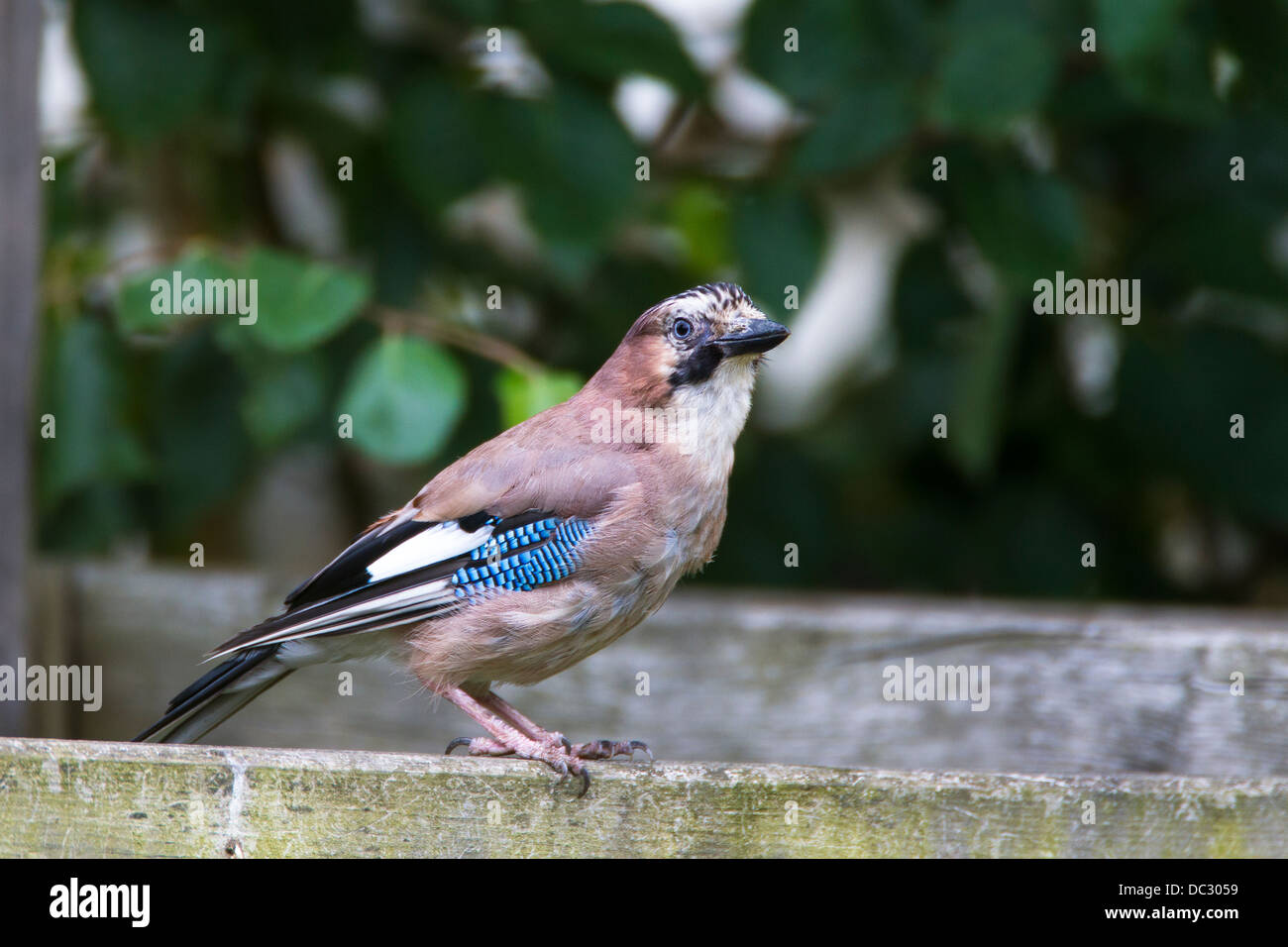 Jay.Garrulus glandarios Corvidae Stock Photo - Alamy