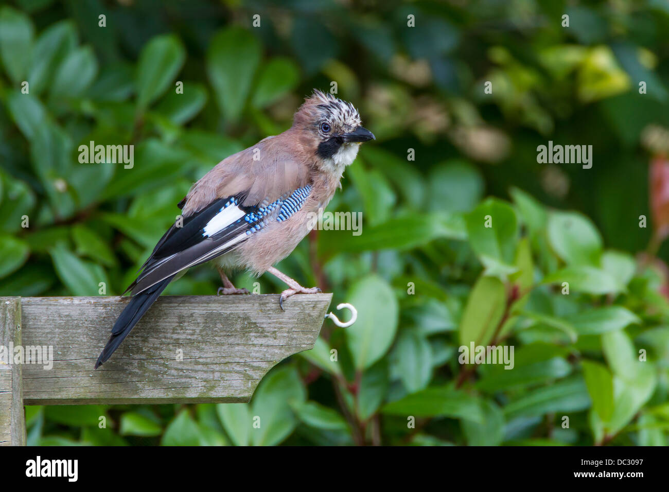 Jay.Garrulus glandarios Corvidae Stock Photo - Alamy