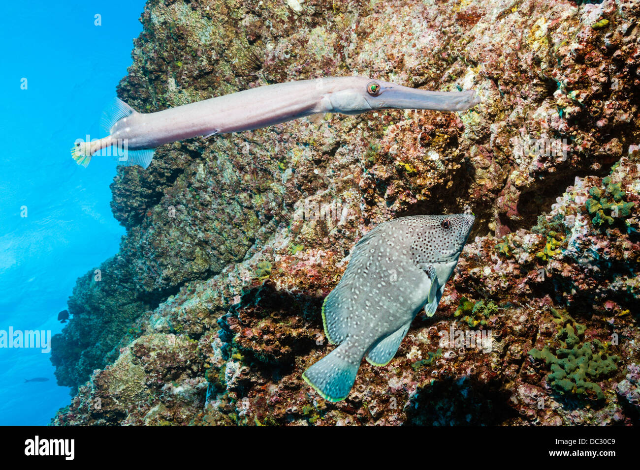 Trumpetfish following Leather Bass, Aluterus scriptus, Dermatolepis ...