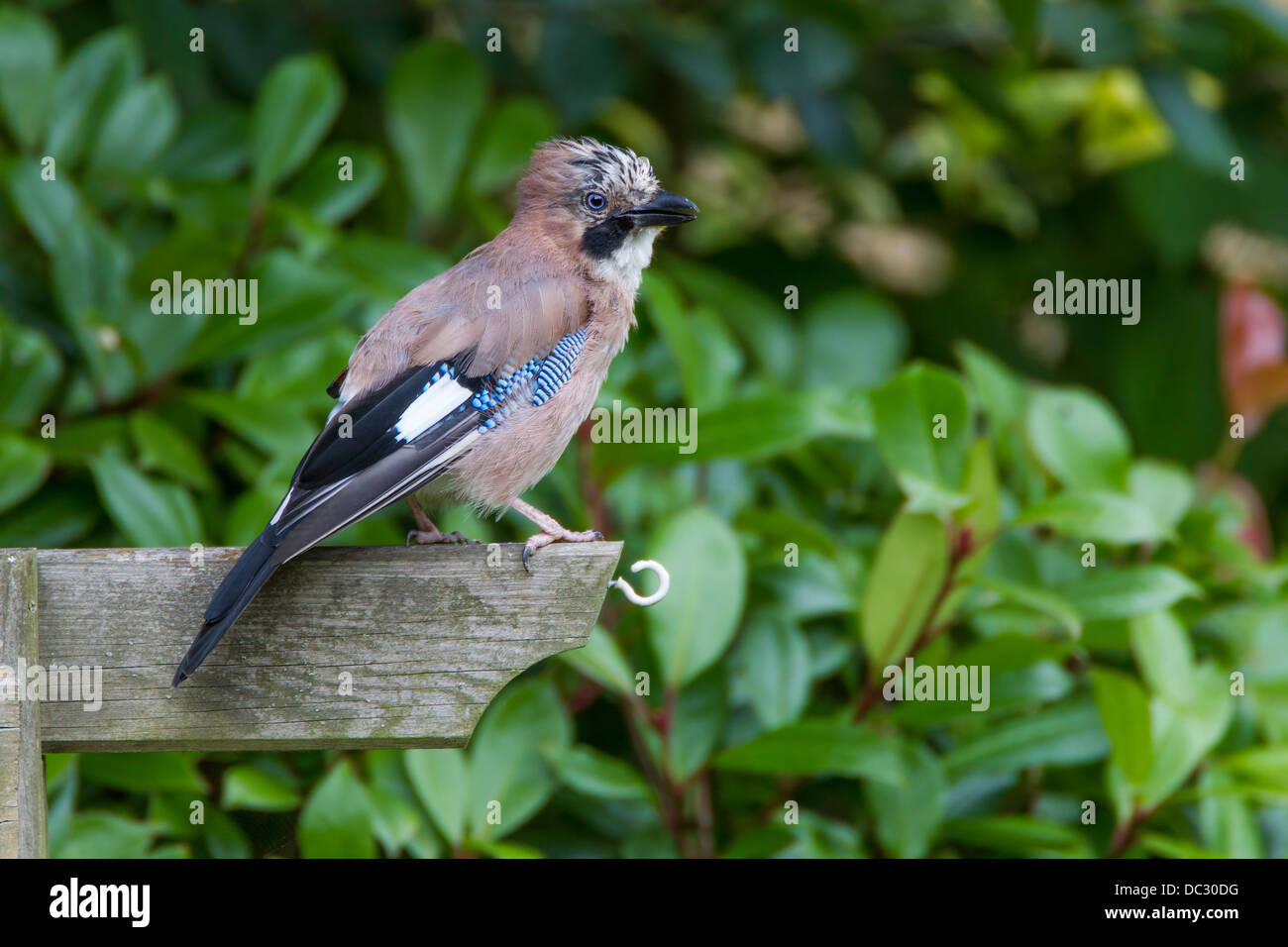 Glandarios hi-res stock photography and images - Alamy