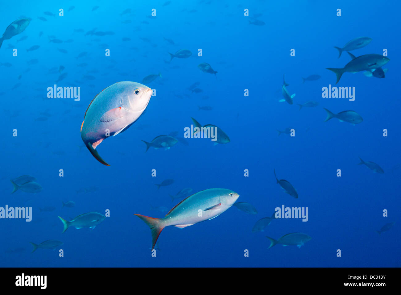 Pacific Creolefish, Paranthias colonus, San Benedicto, Revillagigedo ...