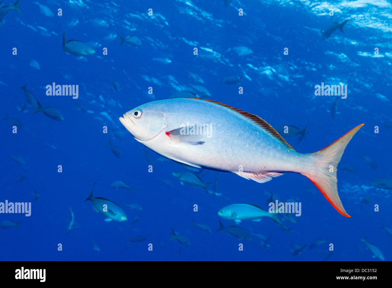 Pacific Creolefish, Paranthias colonus, San Benedicto, Revillagigedo ...