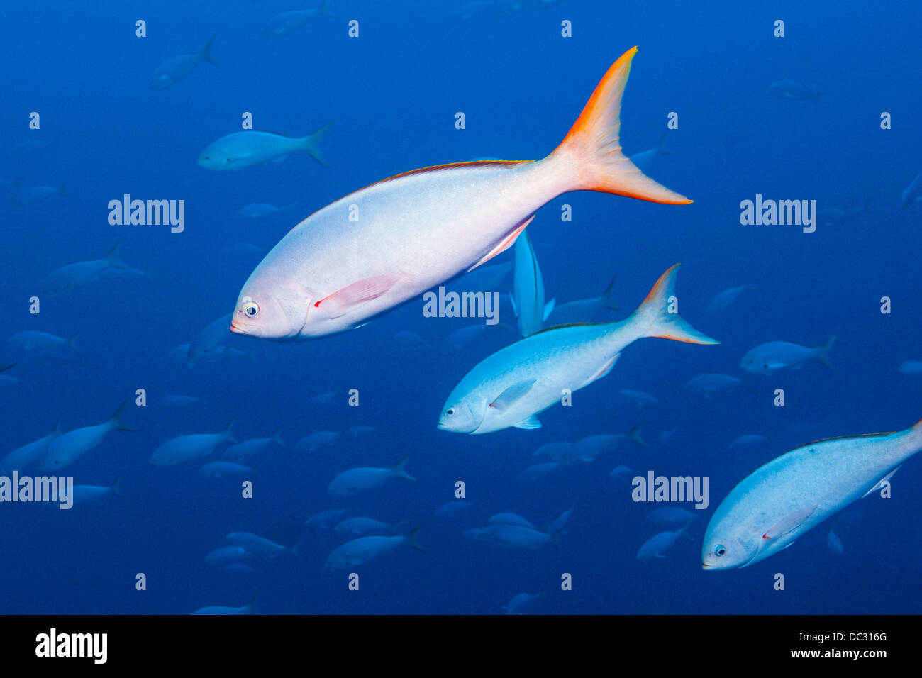 Pacific Creolefish, Paranthias colonus, Socorro, Revillagigedo Islands ...