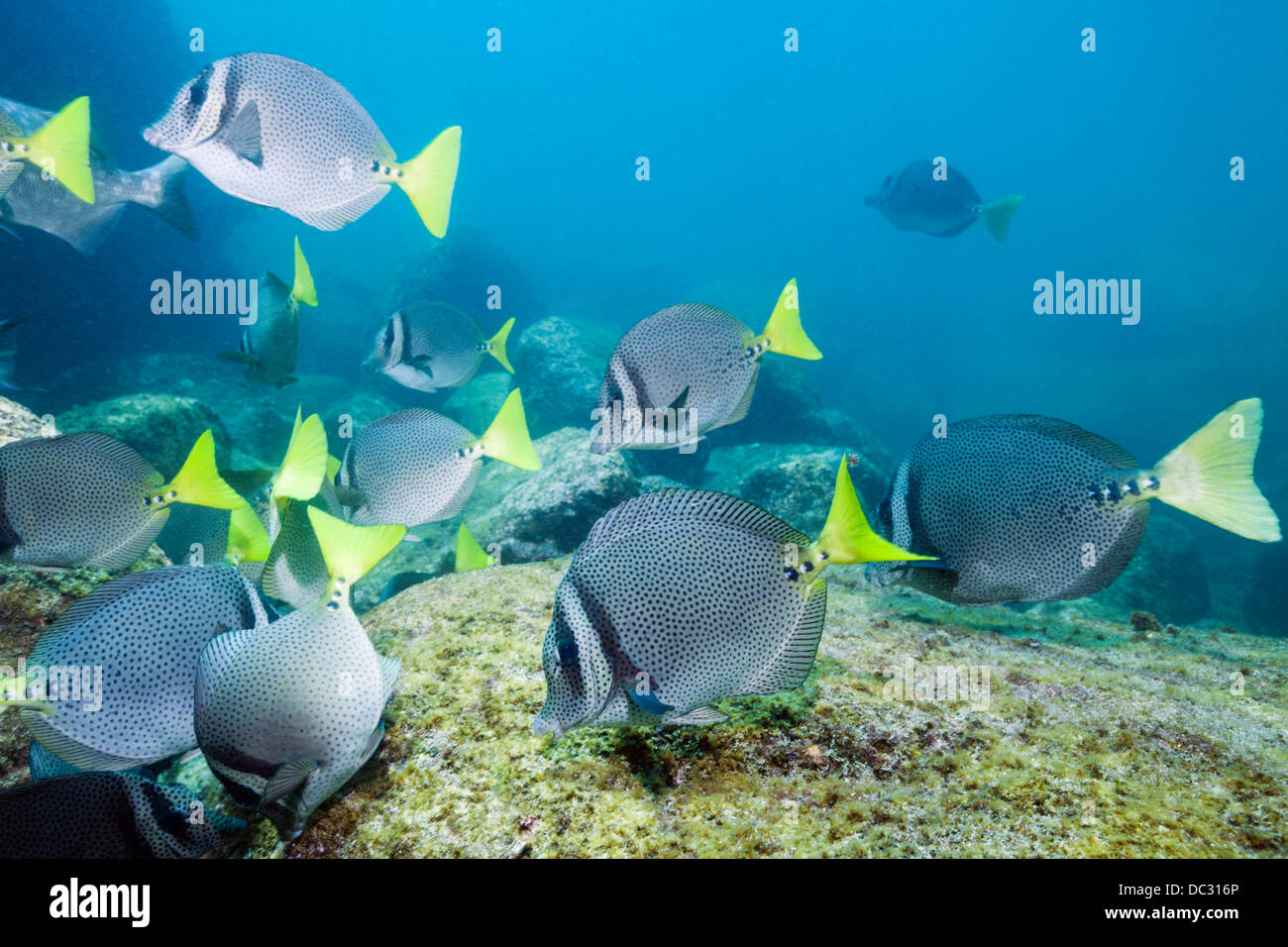 Yellowtail Surgeonfish, Prionurus punctatus, Cabo Pulmo Marine National ...