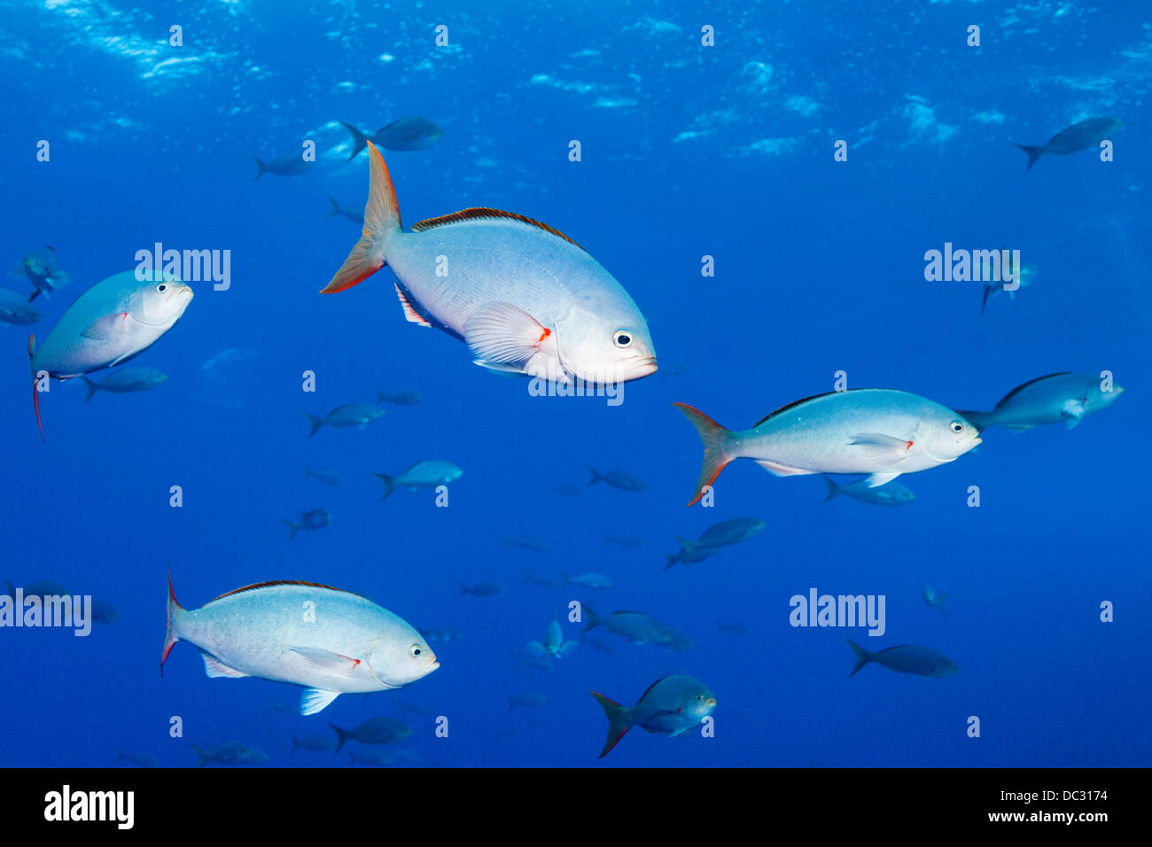 Pacific Creolefish, Paranthias colonus, Socorro, Revillagigedo Islands ...