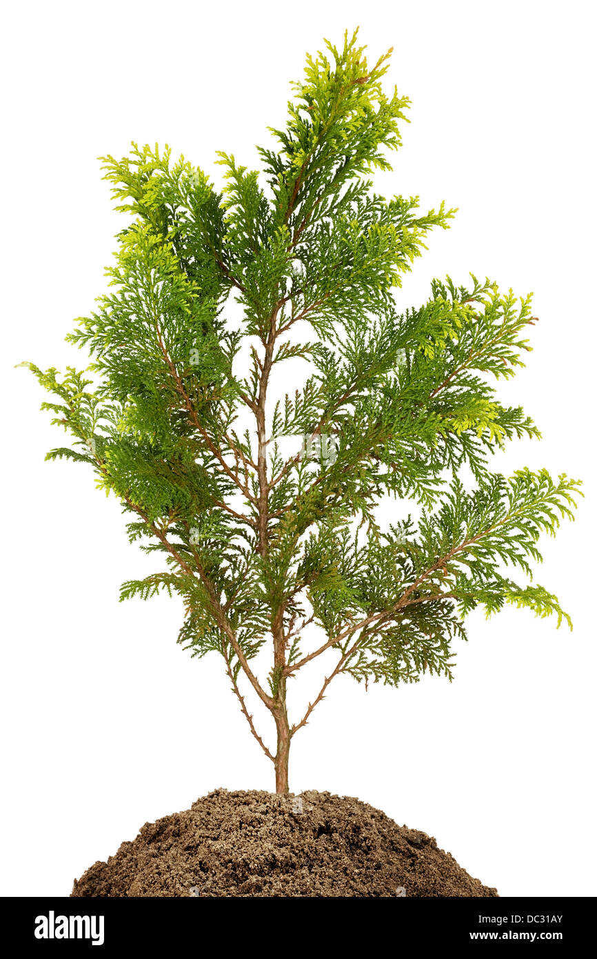 The beginning of life - young tree grow on the mountain. Isolated ...