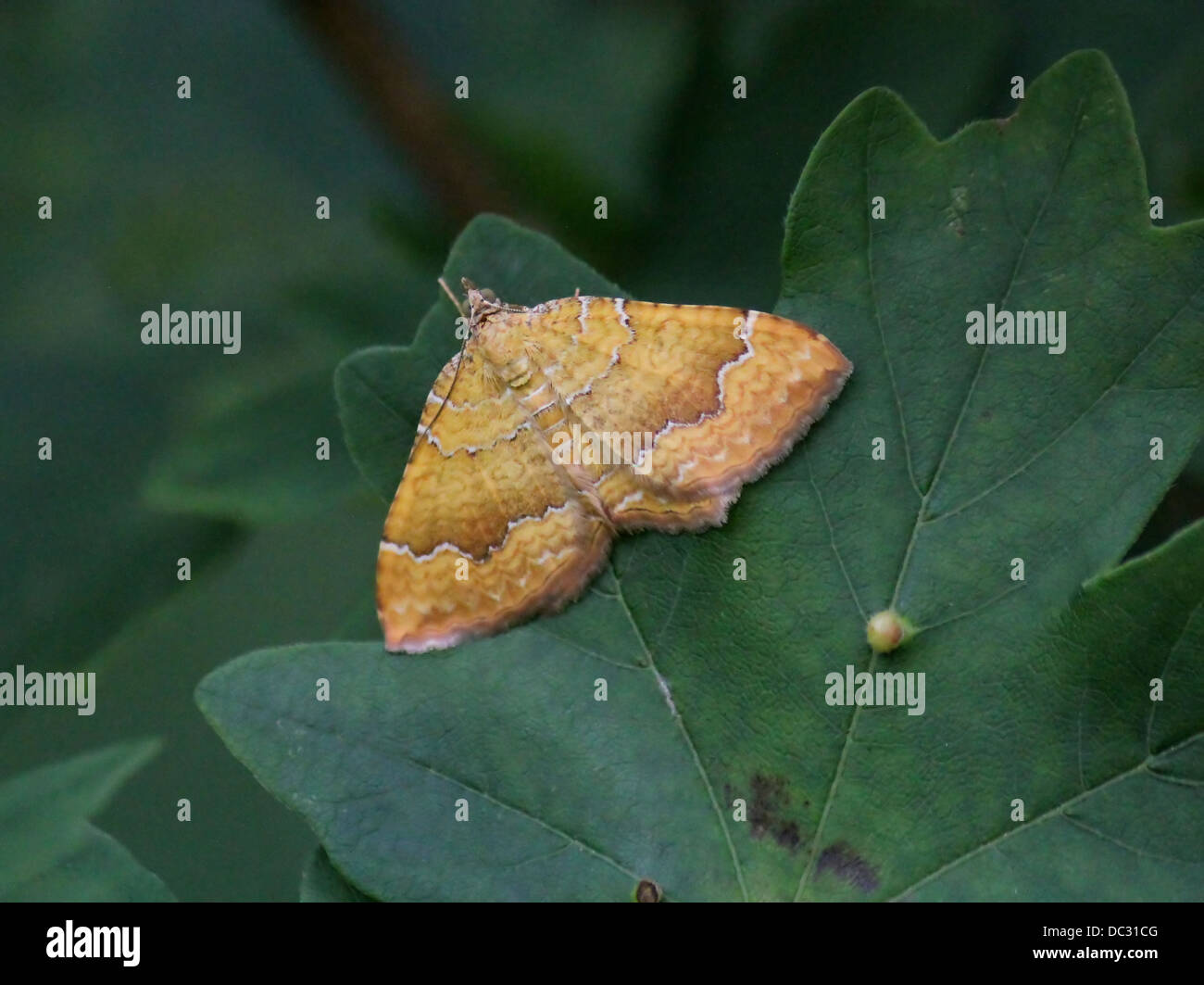 Yellow Shell Moth (Camptogramma bilineata Stock Photo - Alamy