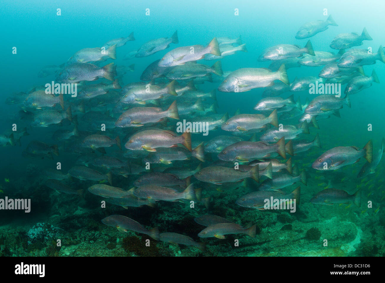 Shoal of Jordans Snapper, Lutjanus jordani, Cabo Pulmo Marine National ...