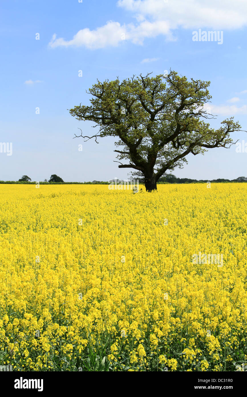 Rapeseed tree hi-res stock photography and images - Alamy