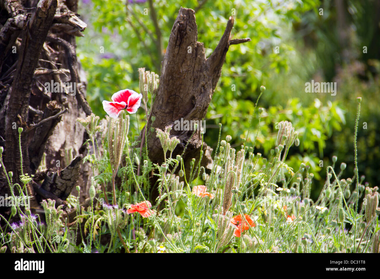 Upturned tree roots hi-res stock photography and images - Alamy