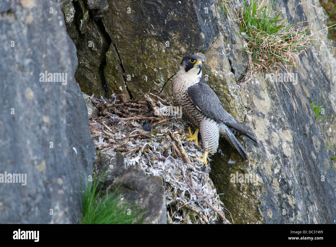 Peregrine Falcon.(Falco peregrinus.) at nest site Stock Photo - Alamy
