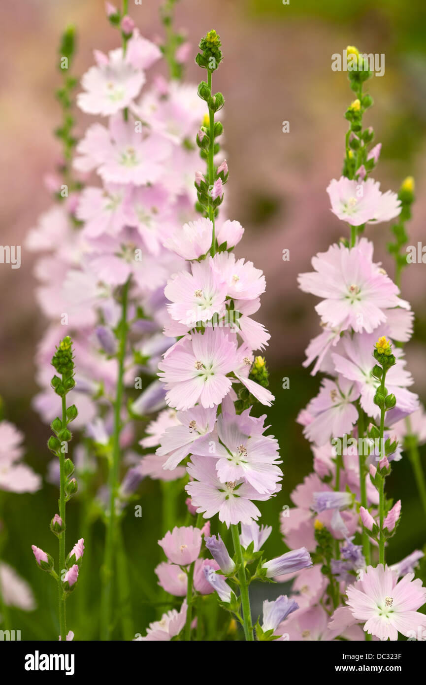 Sidalcea Elsie Heugh High Resolution Stock Photography and Images - Alamy