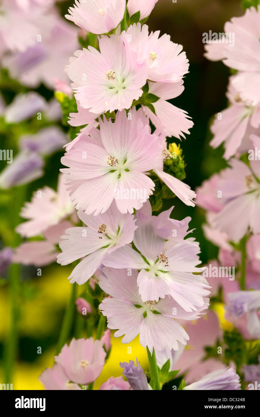 Sidalcea hi-res stock photography and images - Alamy