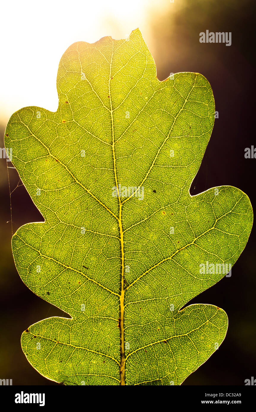 An image of leaf close up Stock Photo - Alamy