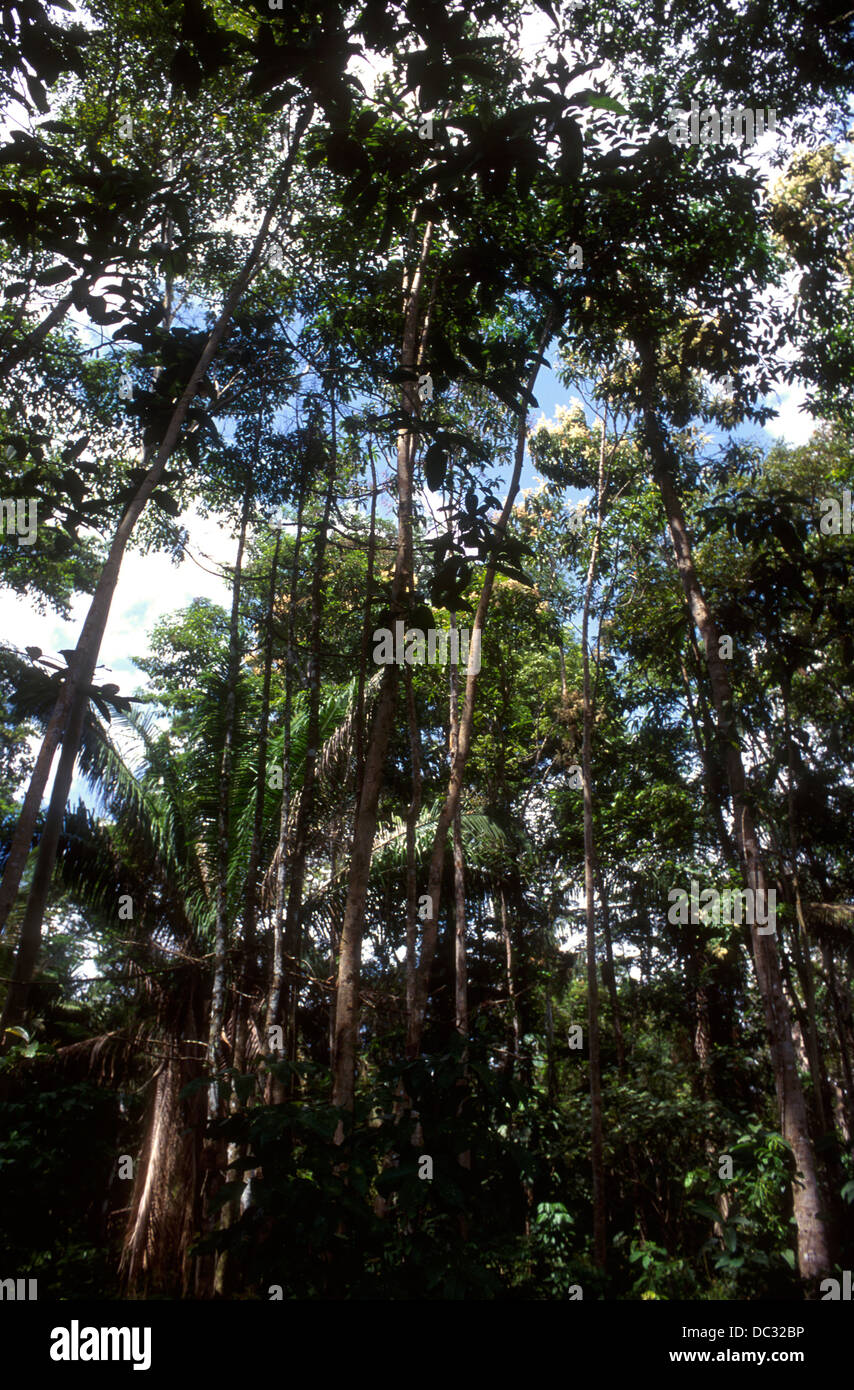 Pau Mulato Tree High Resolution Stock Photography and Images - Alamy