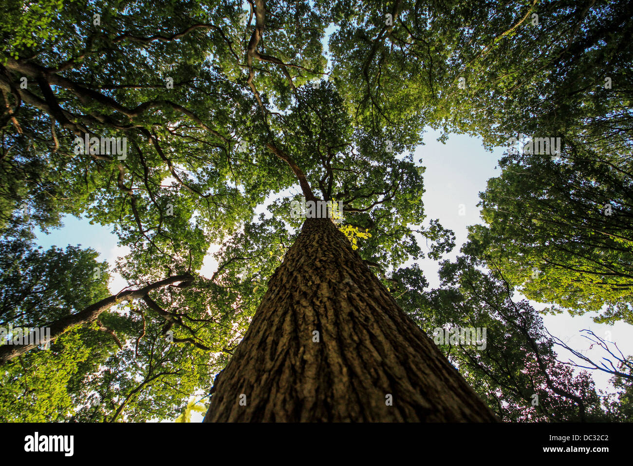 Tree canopy pattern hi-res stock photography and images - Alamy