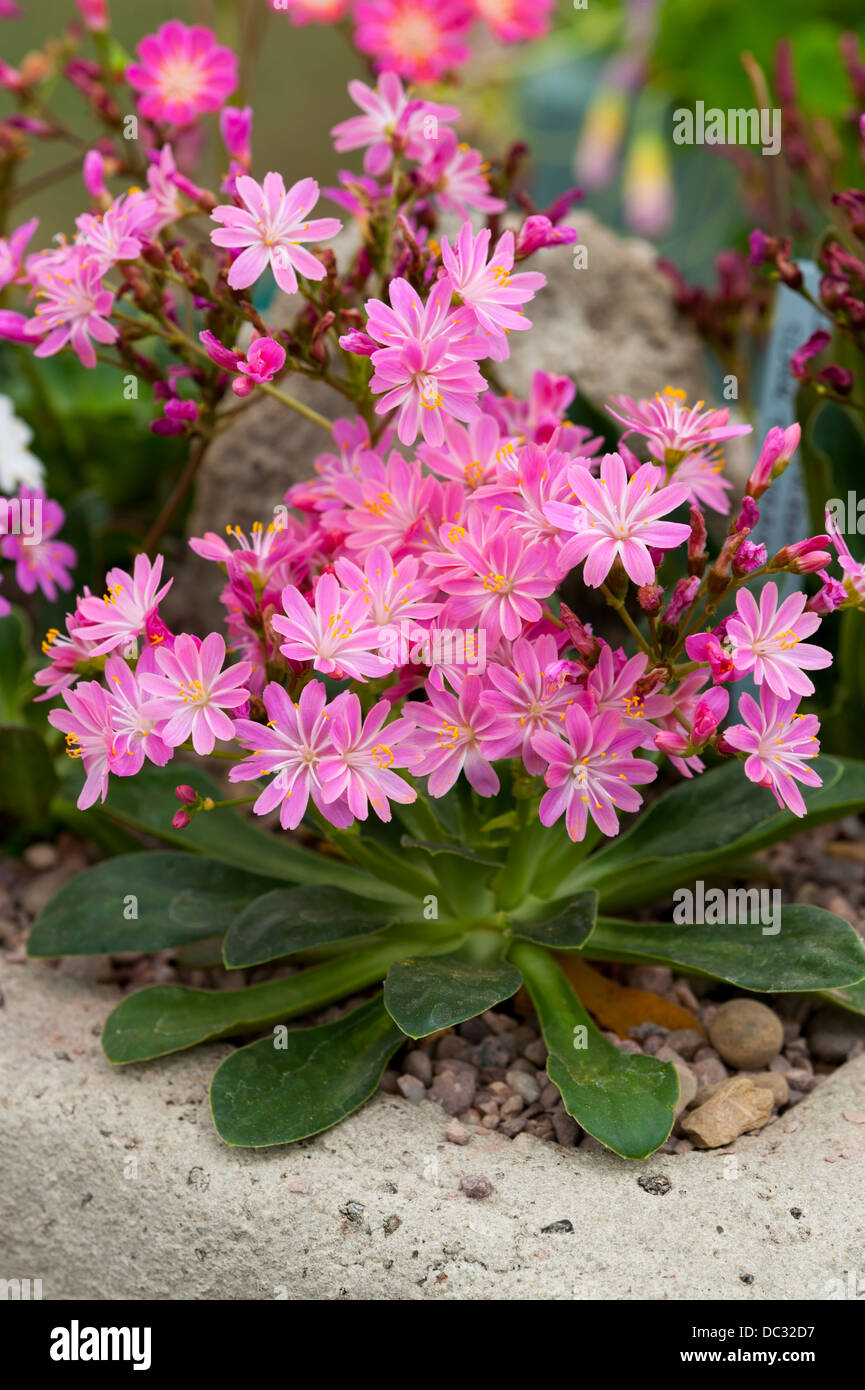 Lewisia plant hi-res stock photography and images - Alamy