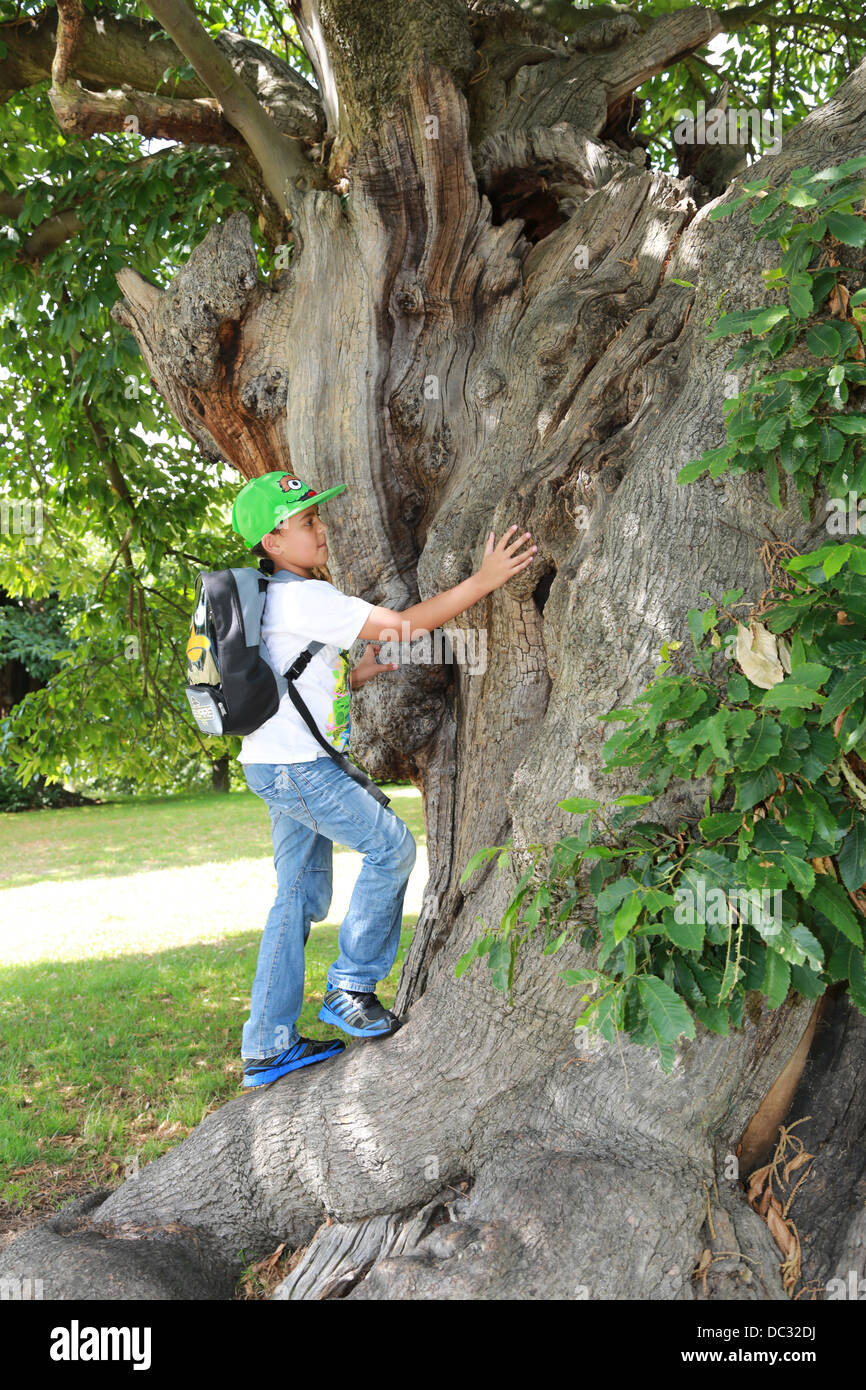 Boy climbing a tree Stock Photo - Alamy