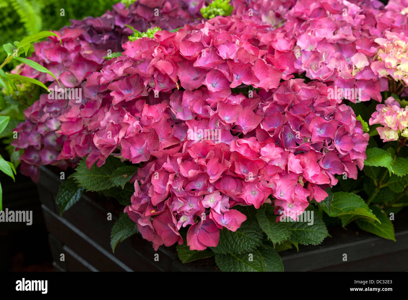 Hydrangea violet hi-res stock photography and images - Alamy