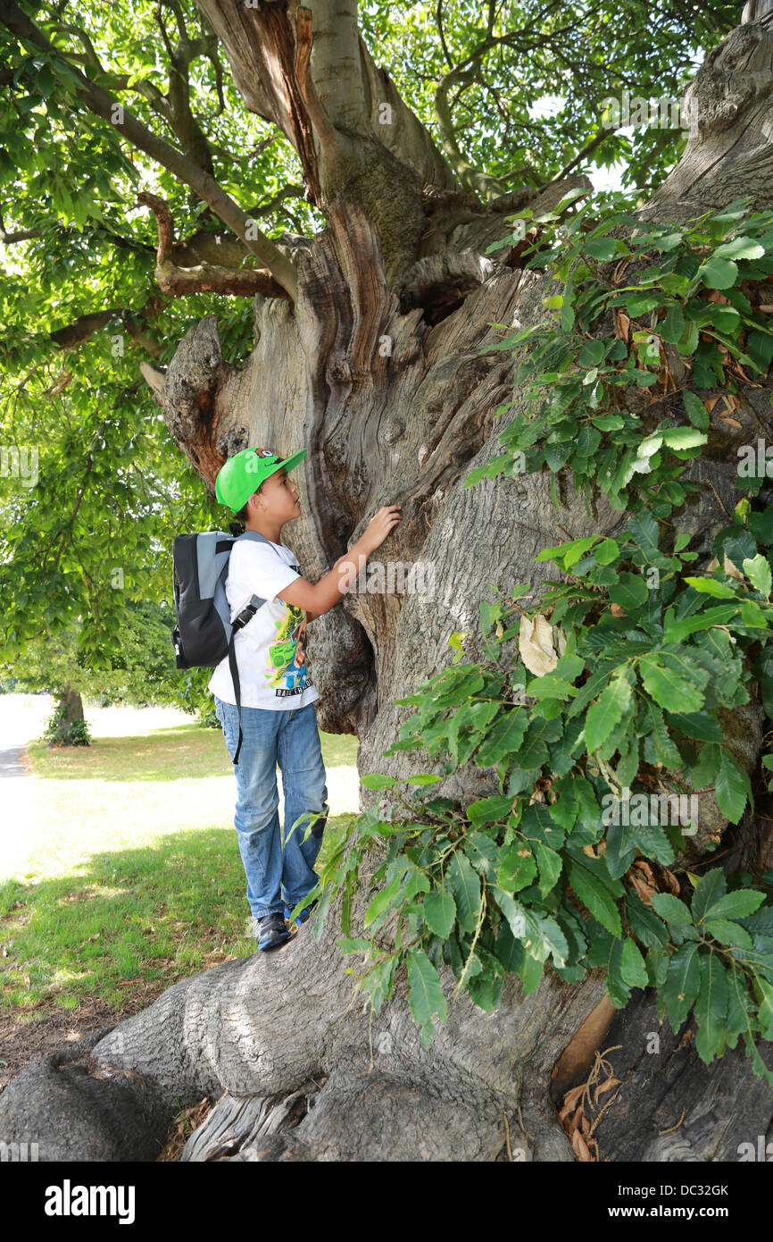 Boy climbing a tree Stock Photo - Alamy