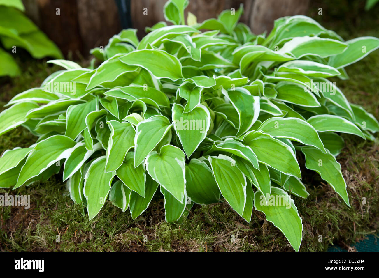 hosta 'iced lemon' Stock Photo - Alamy
