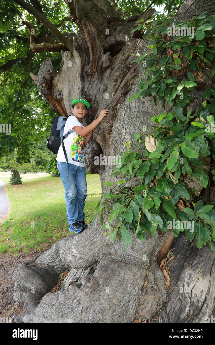 Boy climbing a tree Stock Photo - Alamy