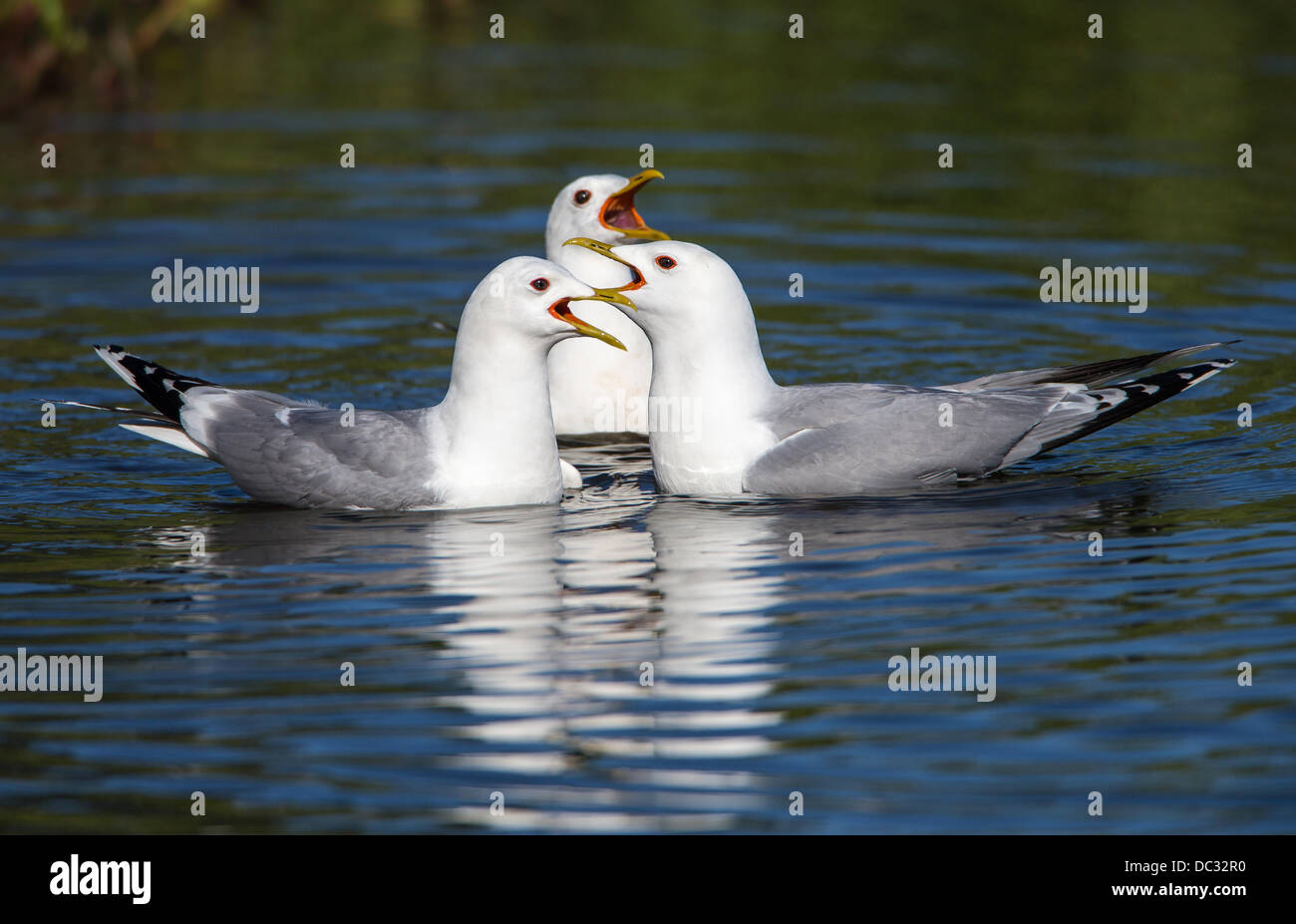 common gulls calling, larus canus Stock Photo - Alamy