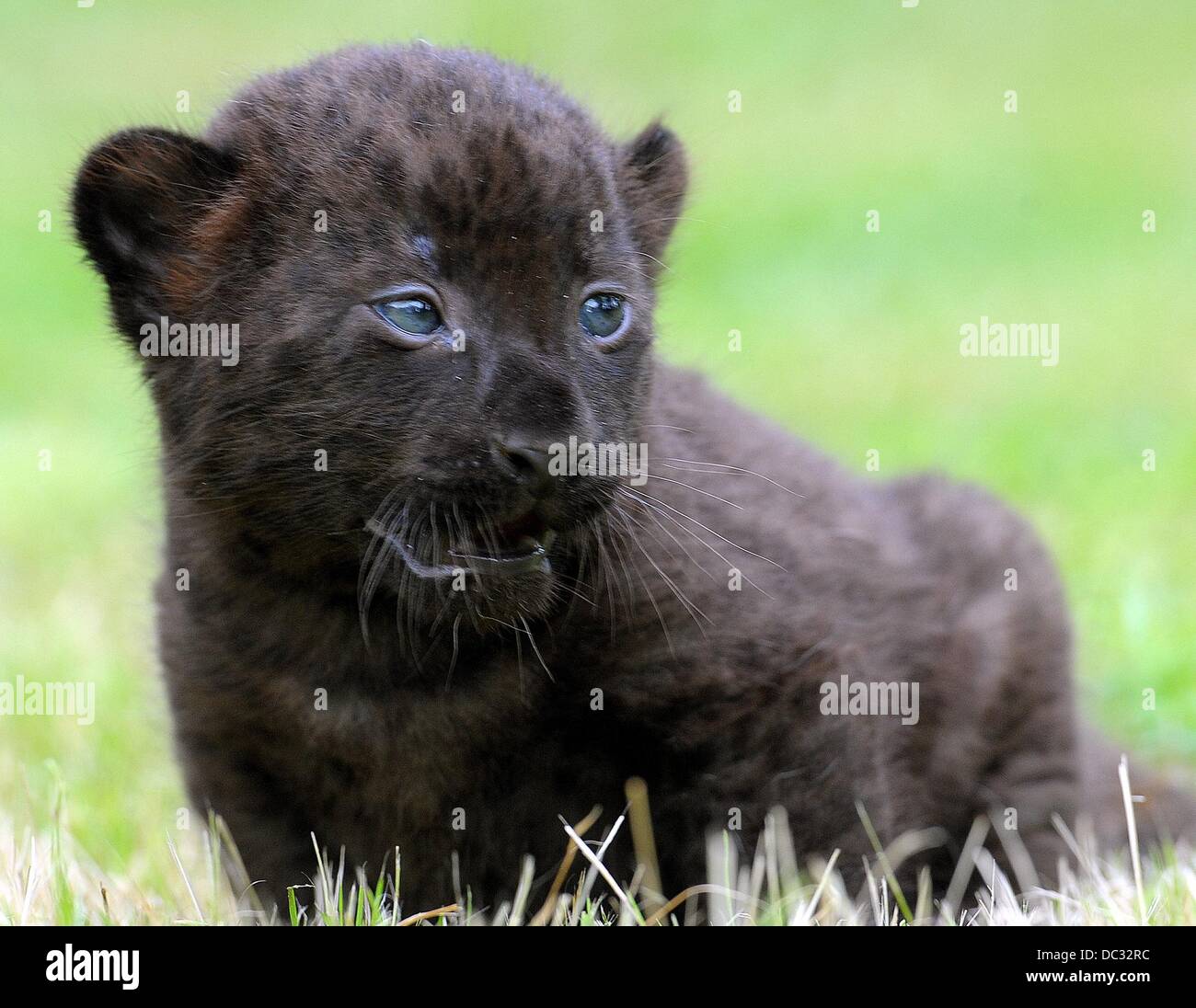 Black Panther Mother And Cubs