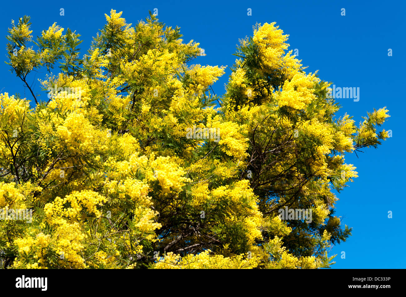 Yellow mimosa in full bloom, Soller valley, Majorca in February Stock ...