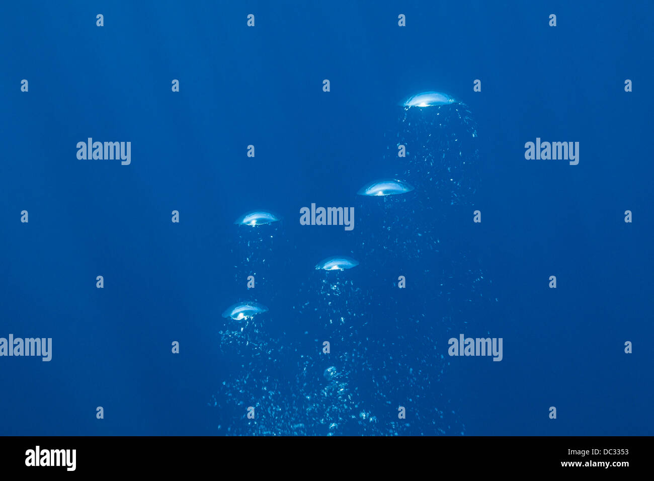 Underwater ocean scenery hi-res stock photography and images - Alamy