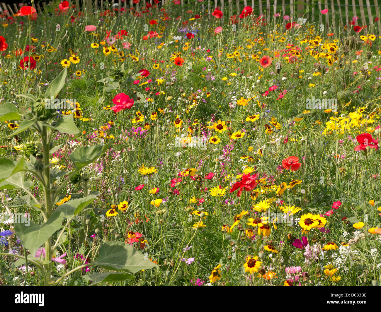 Urban wild flowers hi-res stock photography and images - Alamy