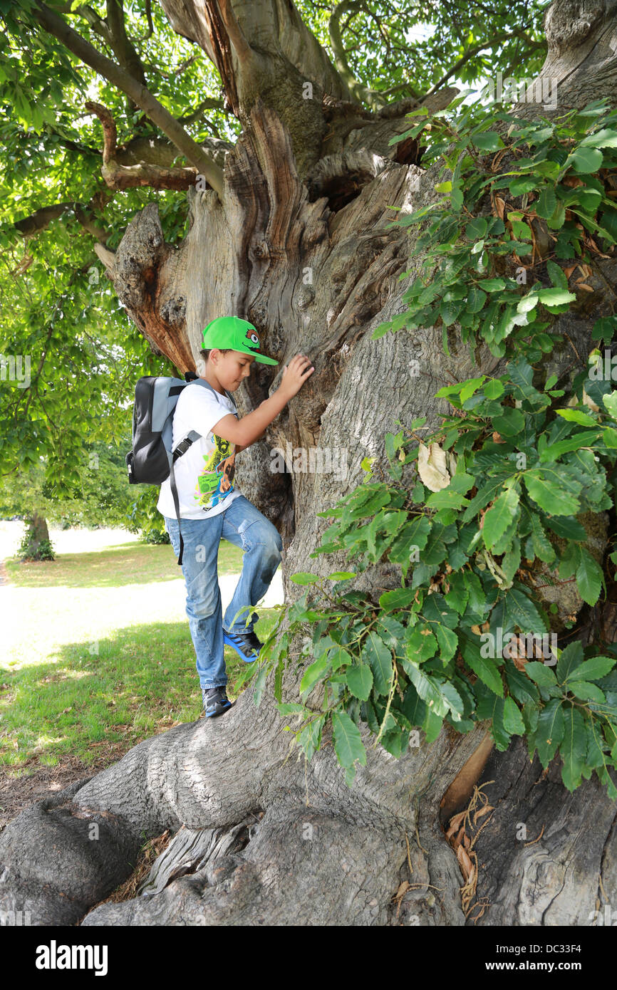 Boy climbing a tree Stock Photo - Alamy