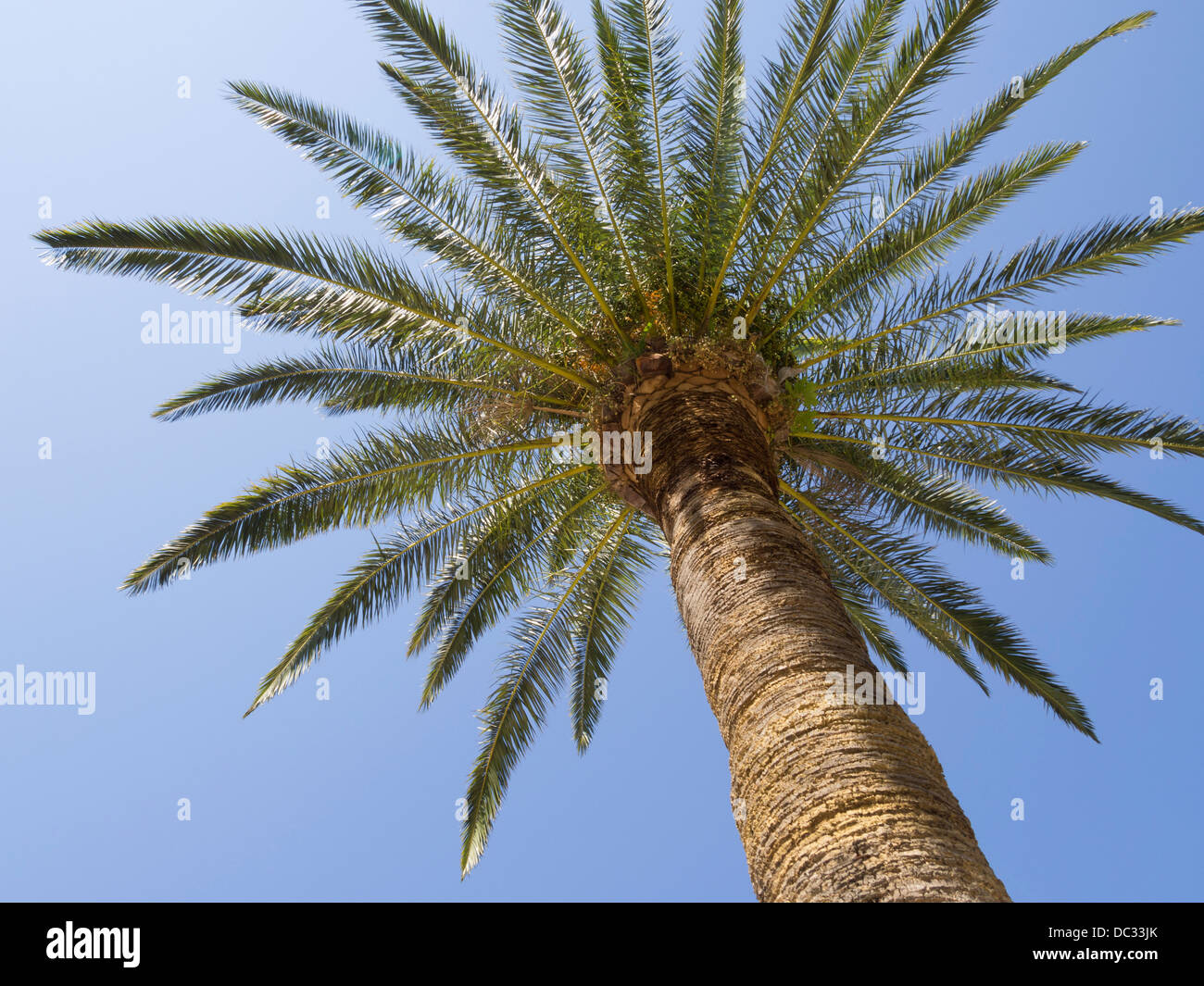 bottom view of fresh spreading palm tree Stock Photo - Alamy