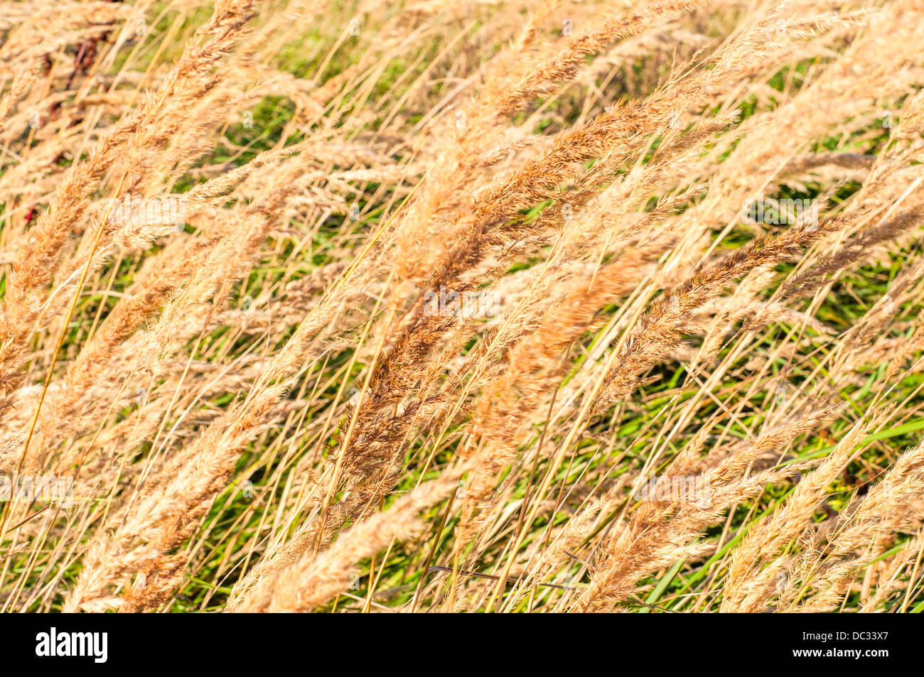 An image of dried grass Stock Photo - Alamy